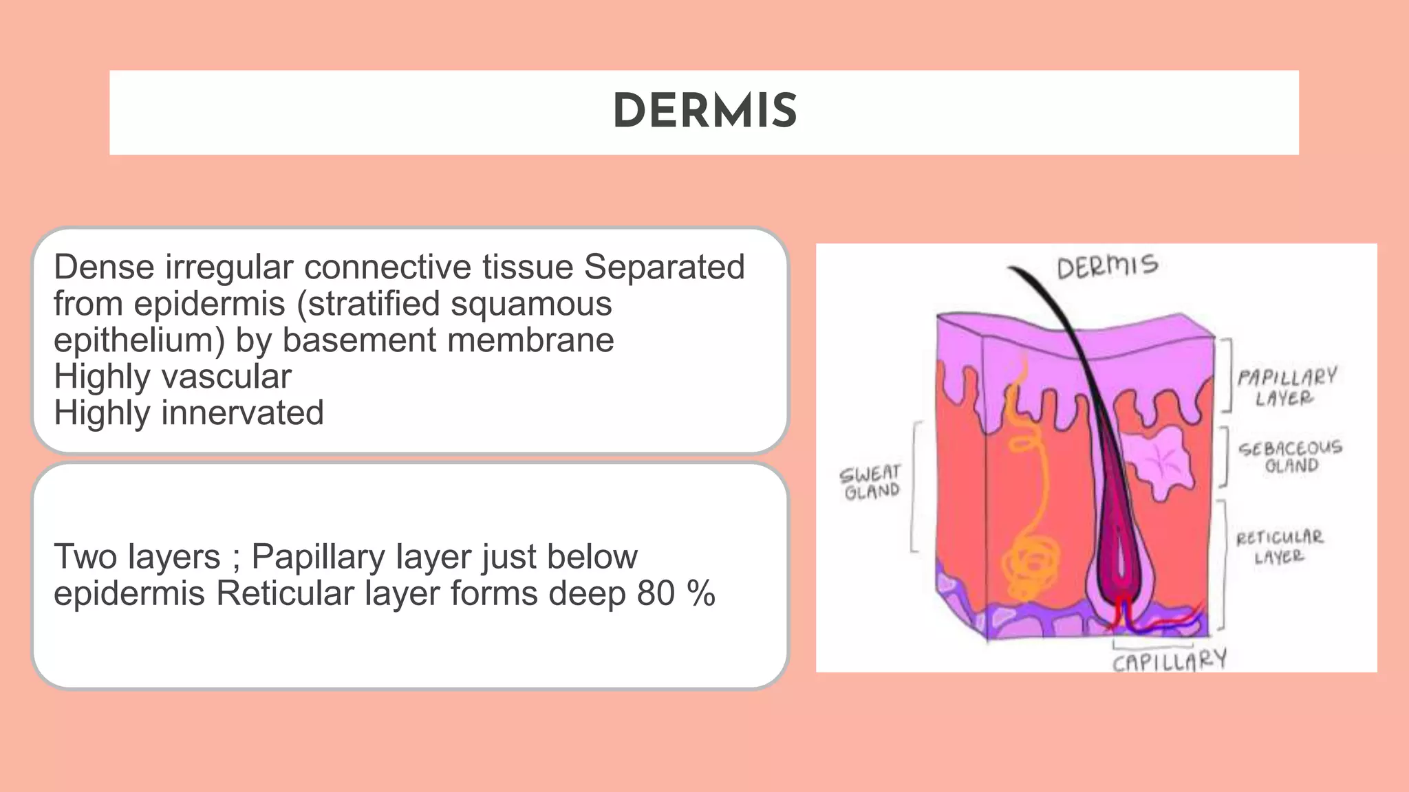 Anatomy of skin | PPTX