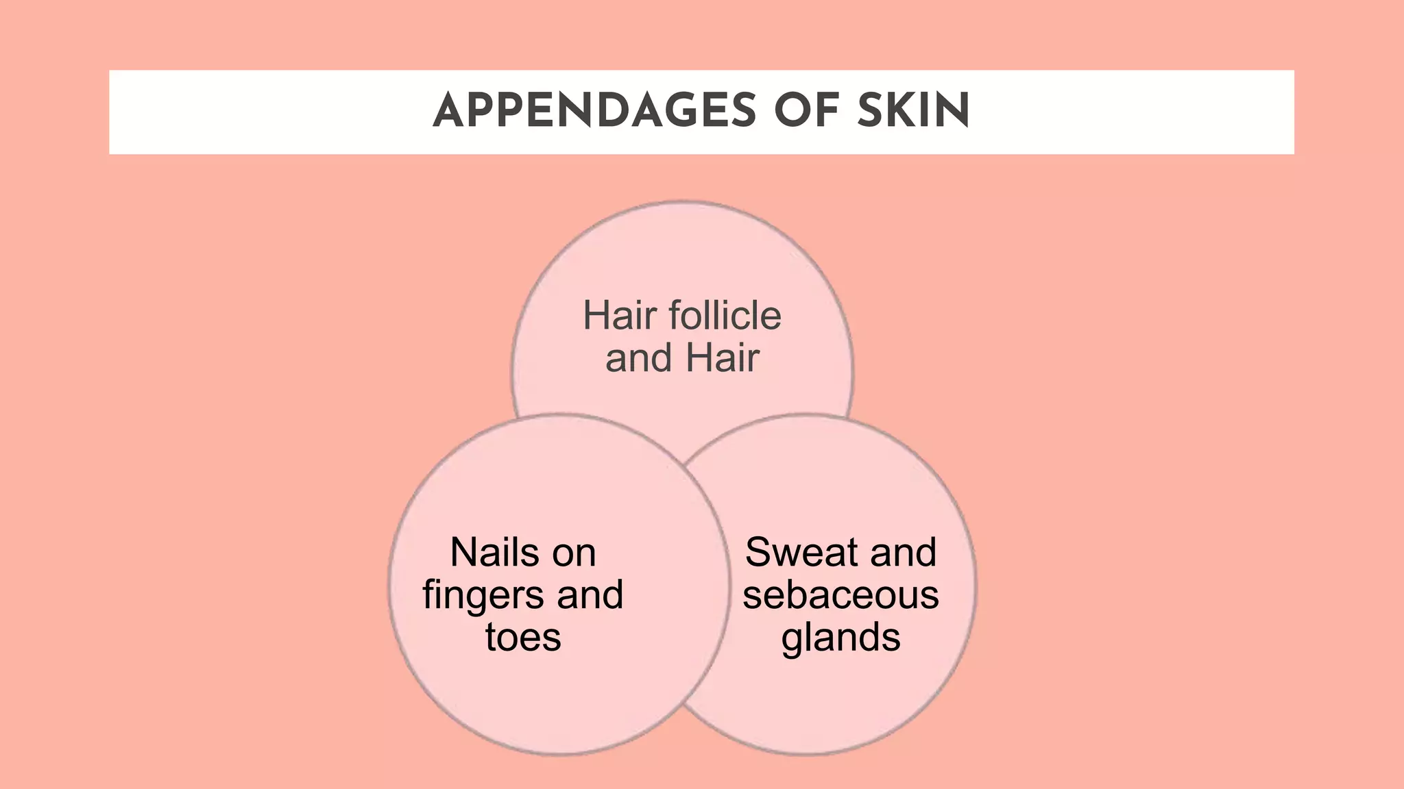 Anatomy of skin | PPTX
