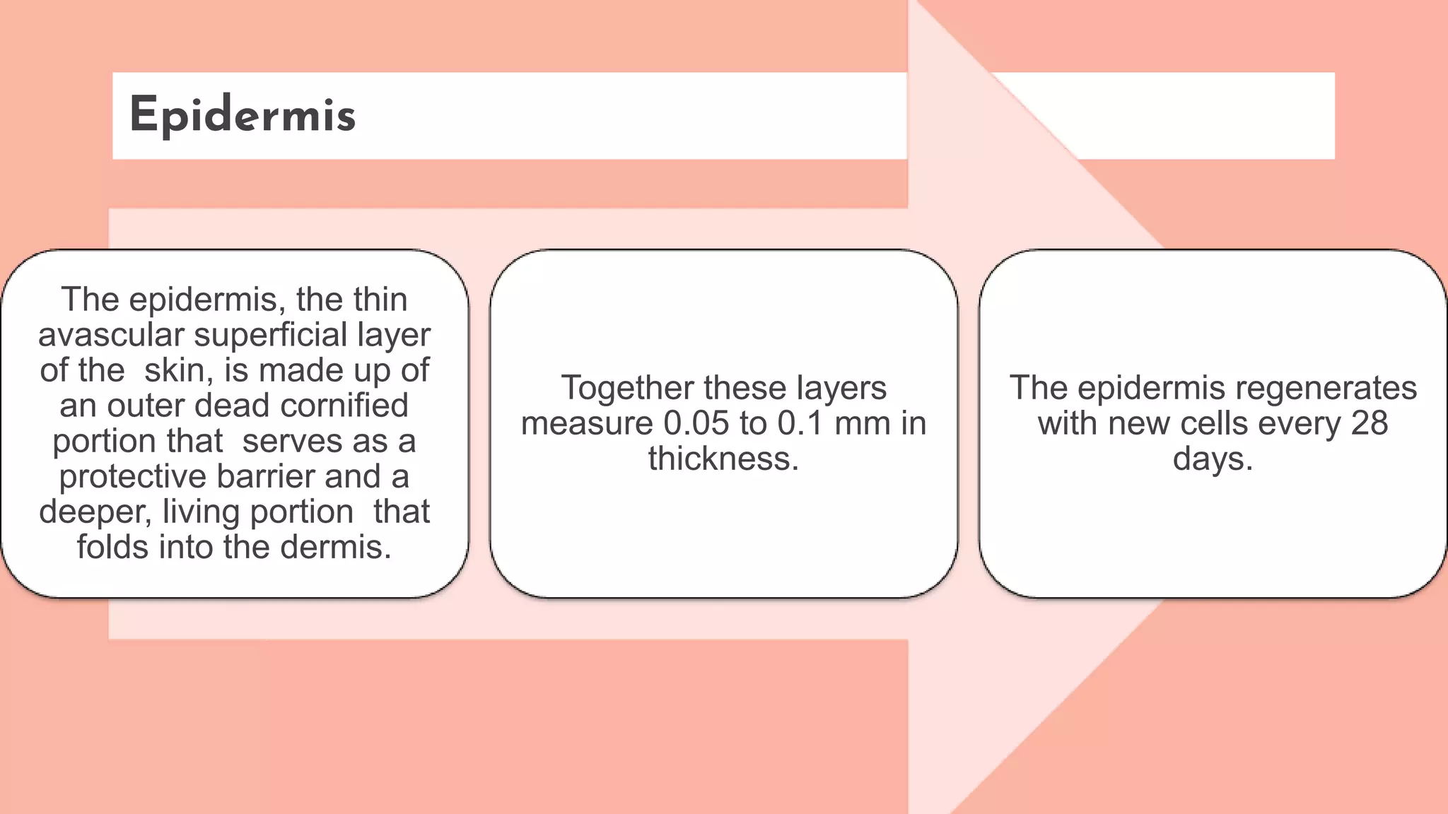 Anatomy of skin | PPTX