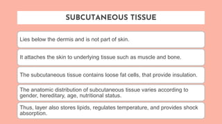 Anatomy of skin | PPT