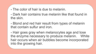 Anatomy of skin | PPTX