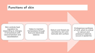 Anatomy of skin | PPT