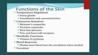 Anatomy of skin for nursing students.... | PDF