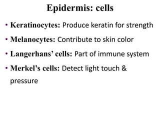 anatomy and physiology of skin layers .pptx