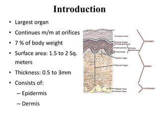 anatomy and physiology of skin layers .pptx