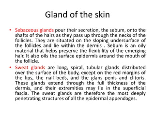 Anatomy of skin by dr.sana