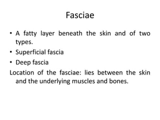 Anatomy of skin by dr.sana