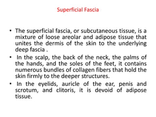 Anatomy of skin by dr.sana
