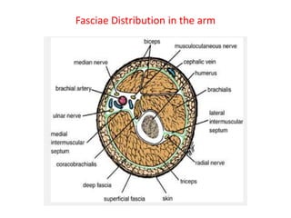 Anatomy of skin by dr.sana