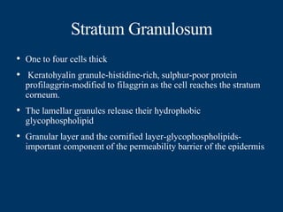 Anatomy of skin S.A.pptx