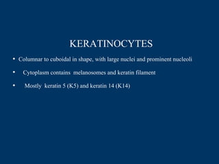 Anatomy of skin S.A.pptx