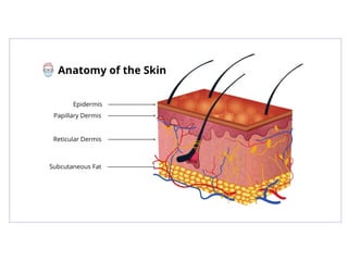 Anatomy of skin S.A.pptx