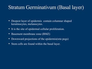 Anatomy of skin S.A.pptx