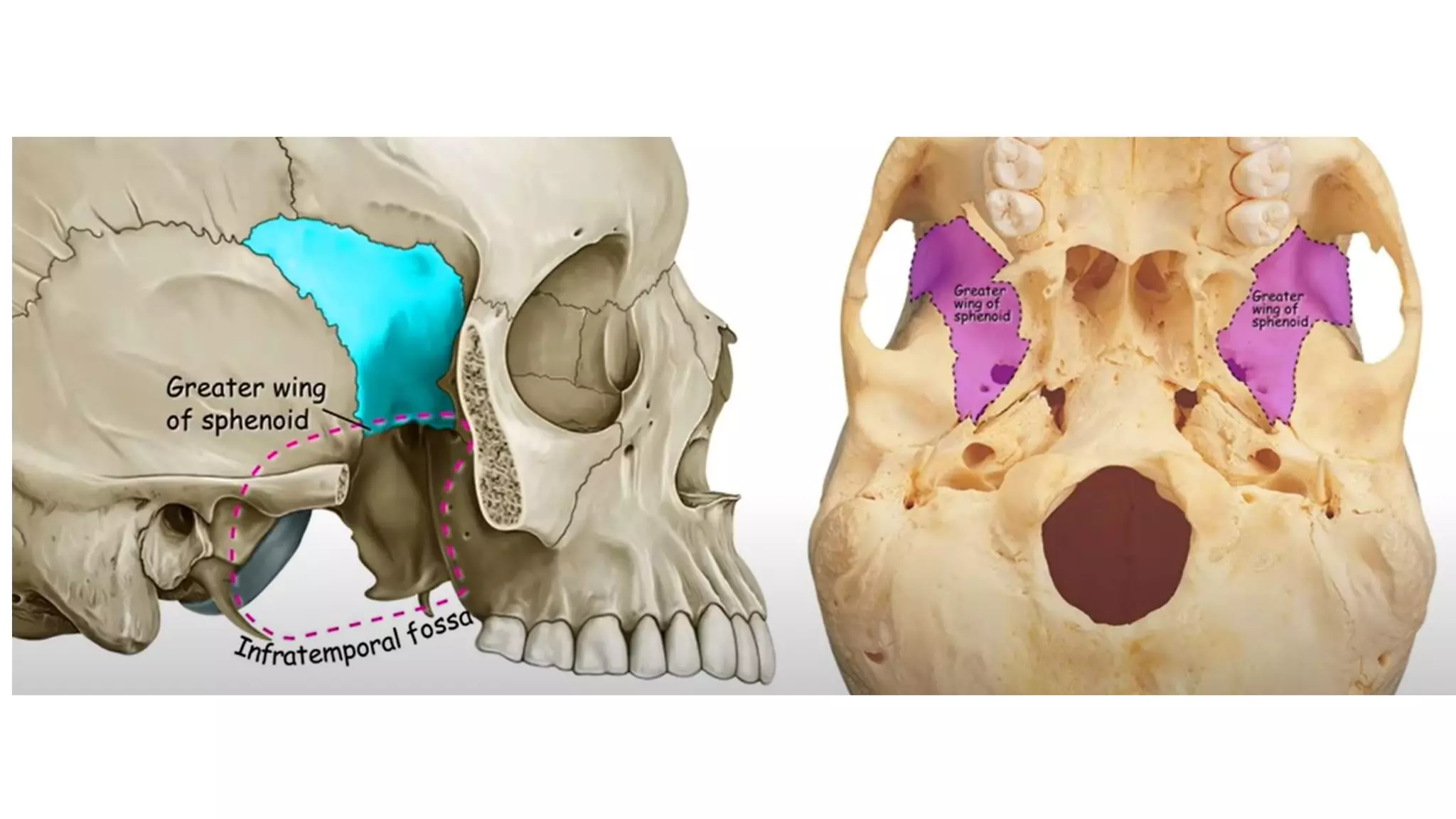 Anatomy of Skul base and Infratempoal fossa | PPT