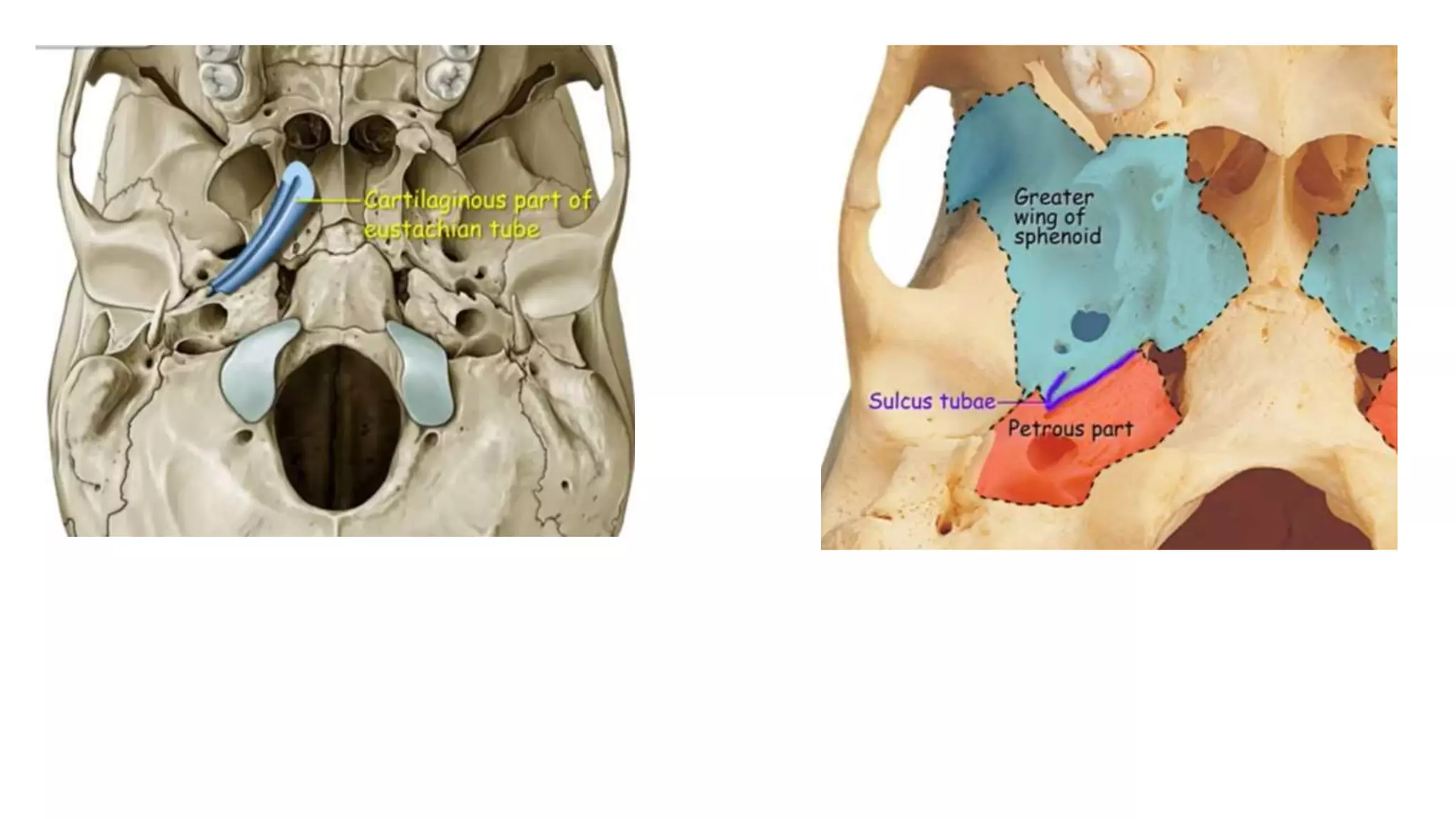 Anatomy of Skul base and Infratempoal fossa | PPT