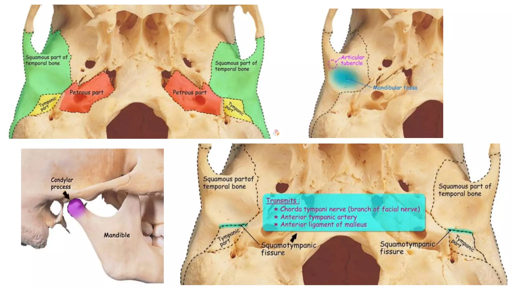 Anatomy of Skul base and Infratempoal fossa | PPT