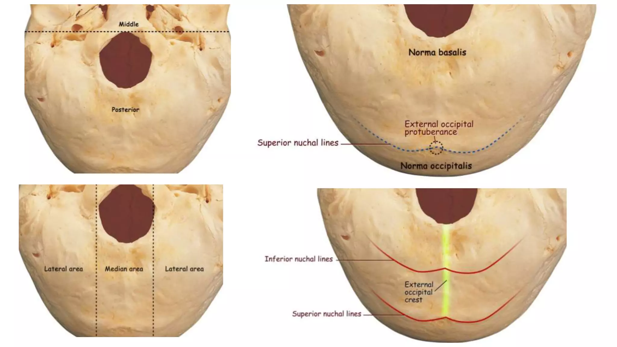 Anatomy of Skul base and Infratempoal fossa | PPT