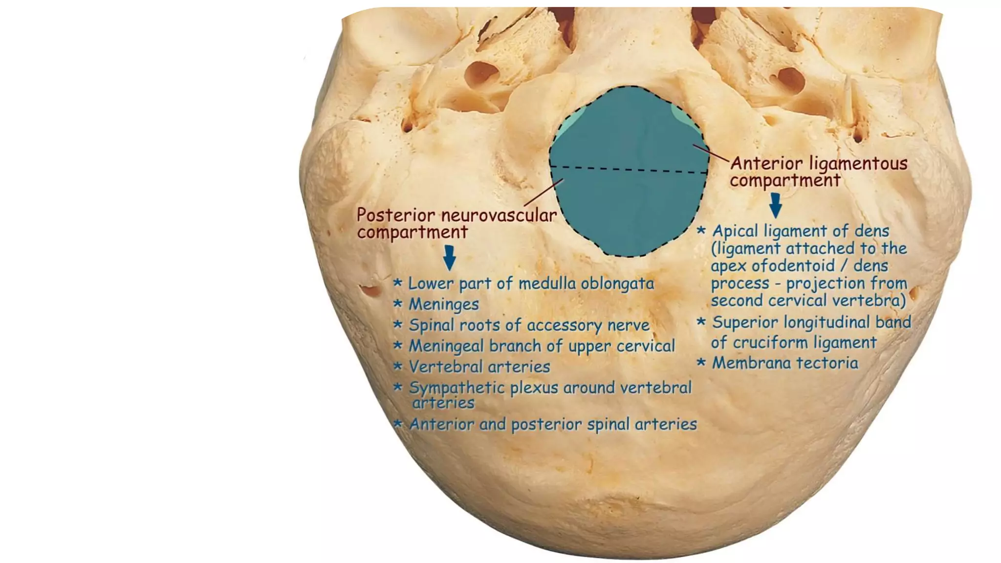 Anatomy of Skul base and Infratempoal fossa | PPT