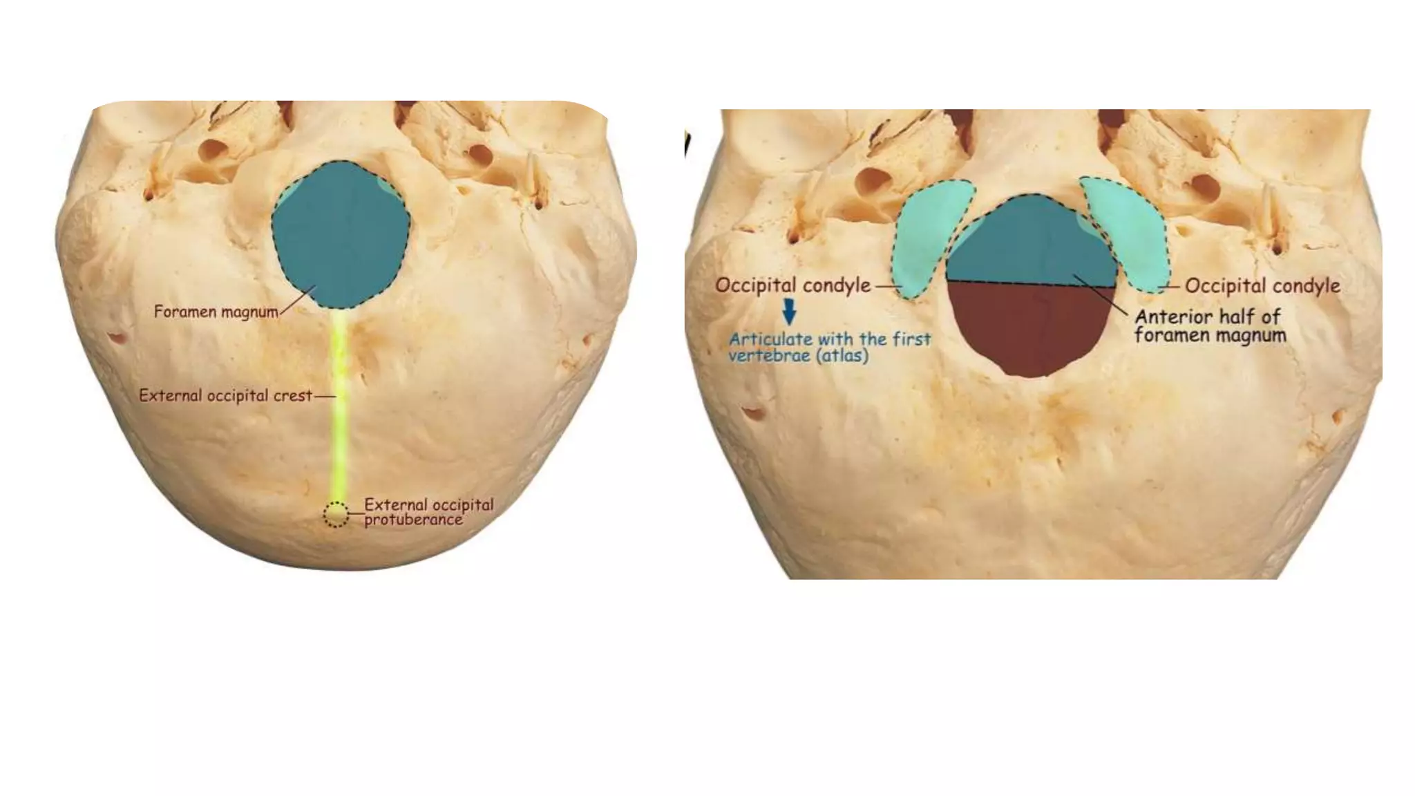 Anatomy of Skul base and Infratempoal fossa | PPT