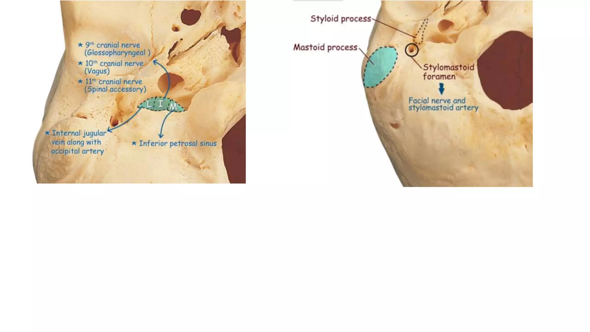 Anatomy of Skul base and Infratempoal fossa | PPT