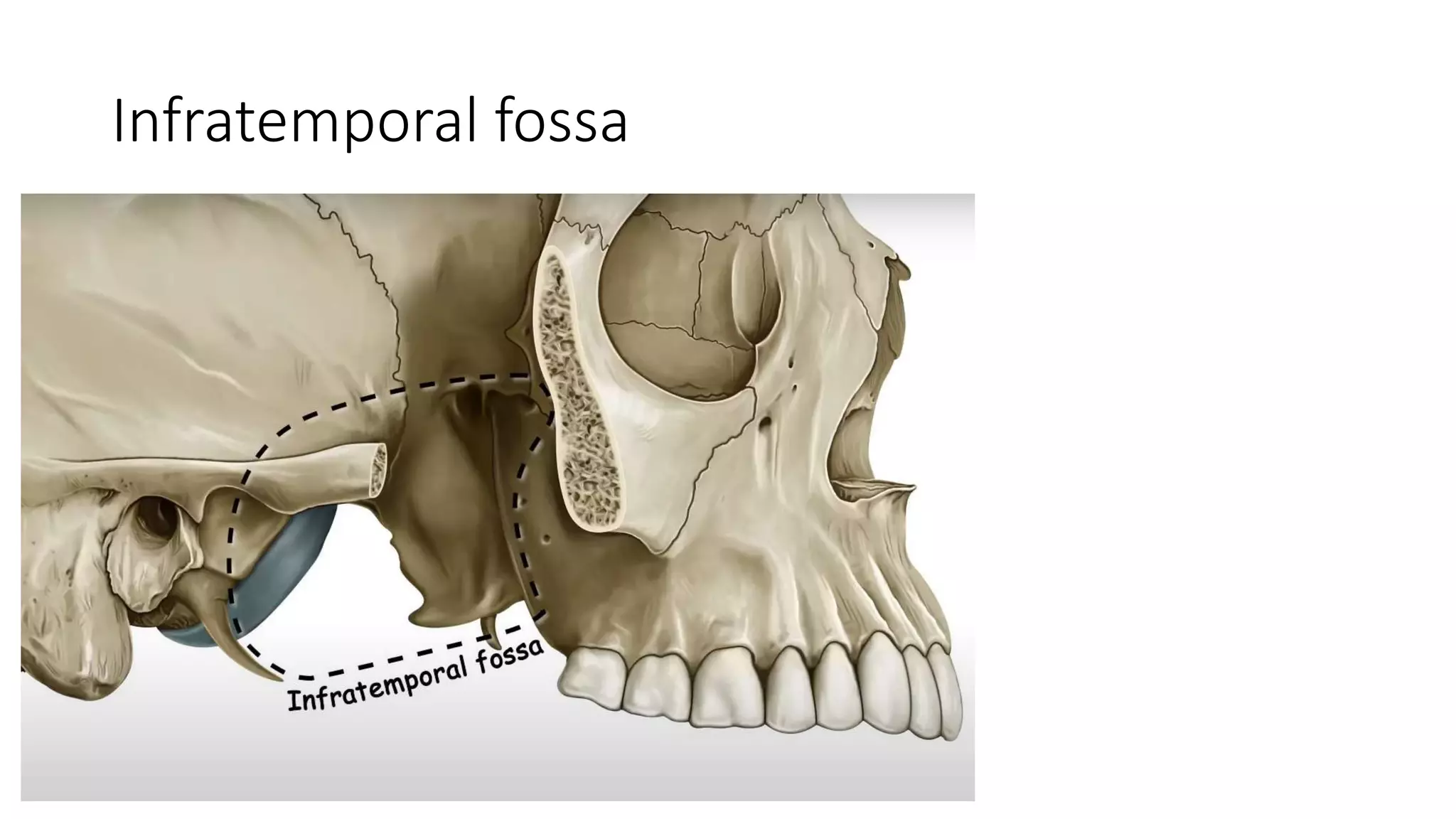 Anatomy of Skul base and Infratempoal fossa | PPT