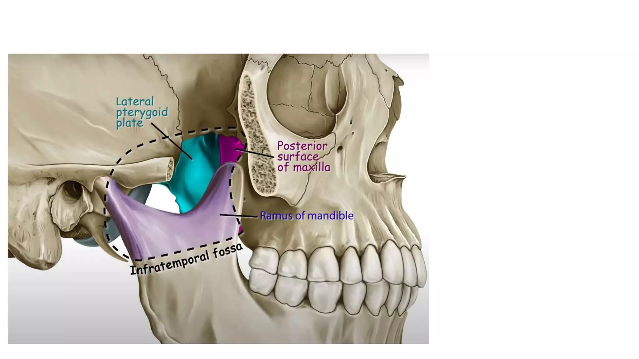 Anatomy of Skul base and Infratempoal fossa | PPT
