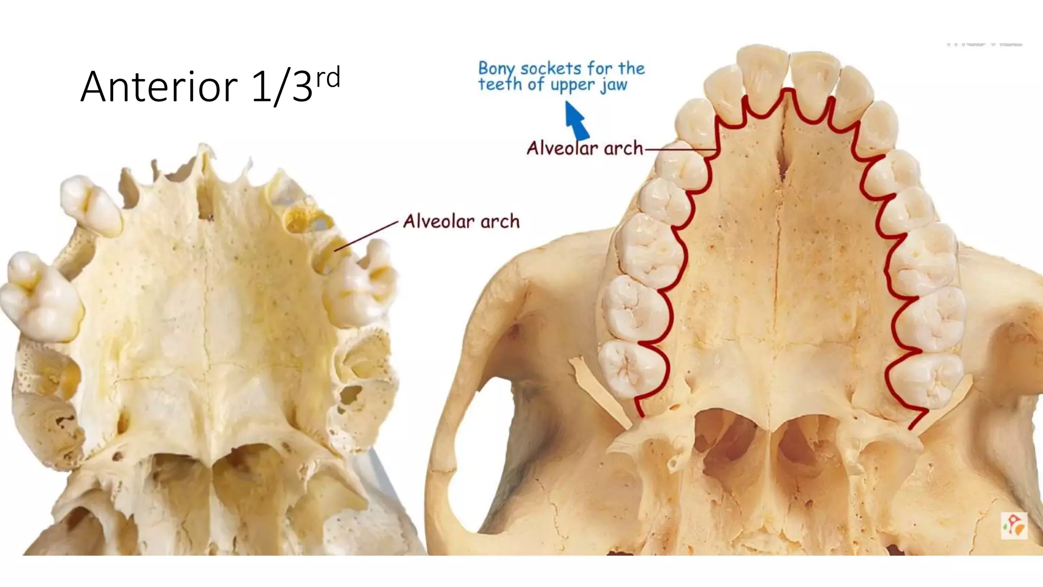 Anatomy of Skul base and Infratempoal fossa | PPT