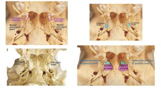 Anatomy of Skul base and Infratempoal fossa | PPTX