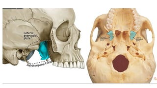 Anatomy of Skul base and Infratempoal fossa | PPTX