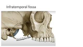Anatomy of Skul base and Infratempoal fossa | PPTX