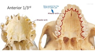Anatomy of Skul base and Infratempoal fossa | PPTX