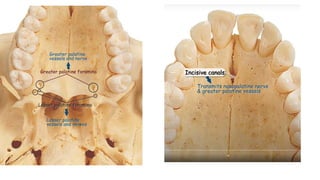 Anatomy of Skul base and Infratempoal fossa | PPTX