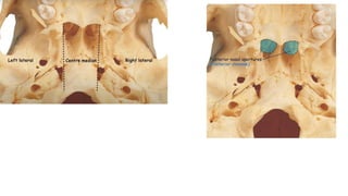 Anatomy of Skul base and Infratempoal fossa | PPTX