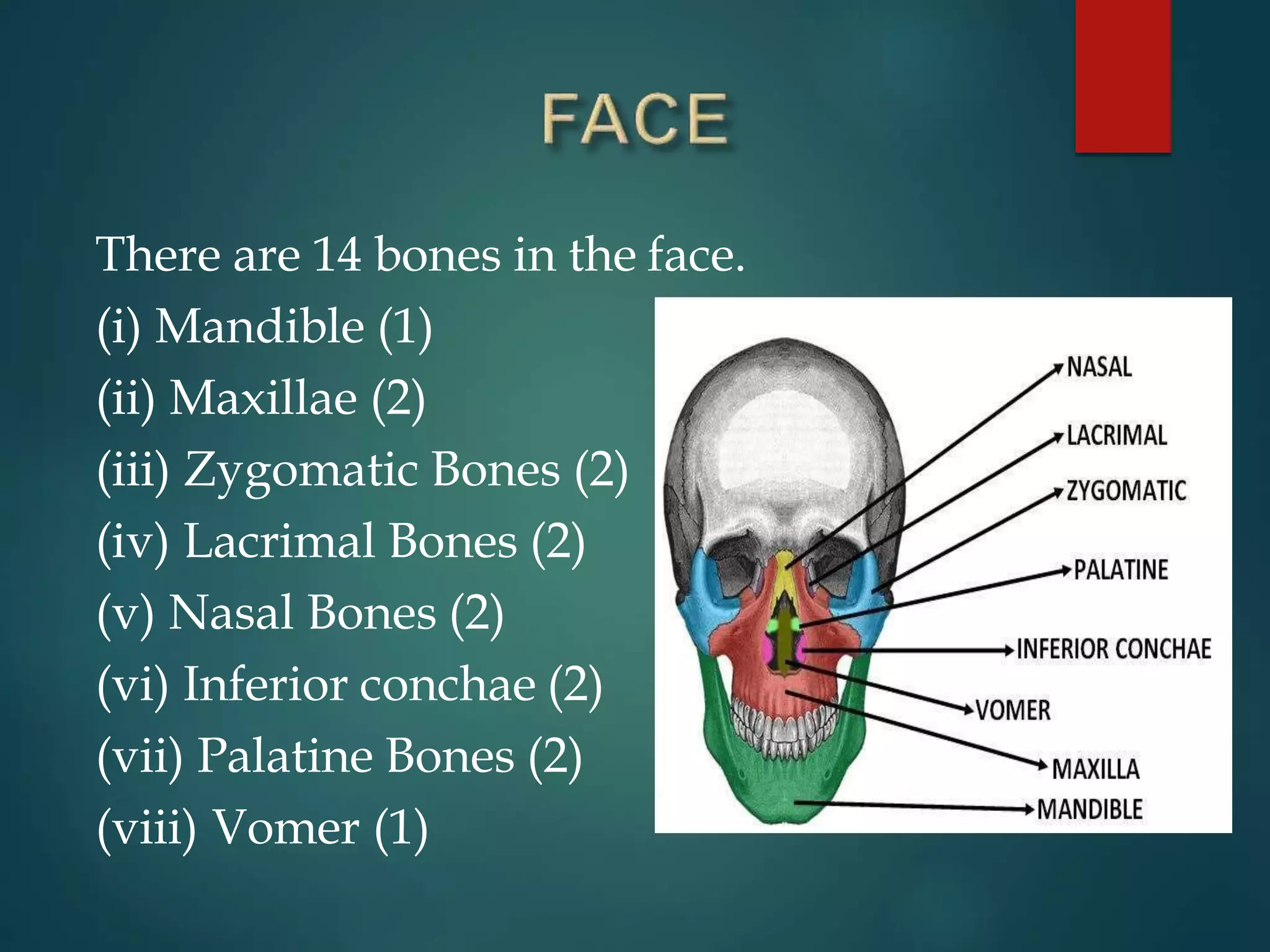 Anatomy of skull | PPTX