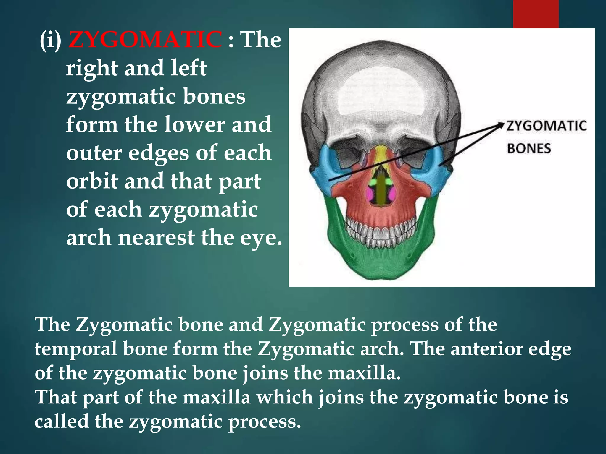 Anatomy of skull | PPTX