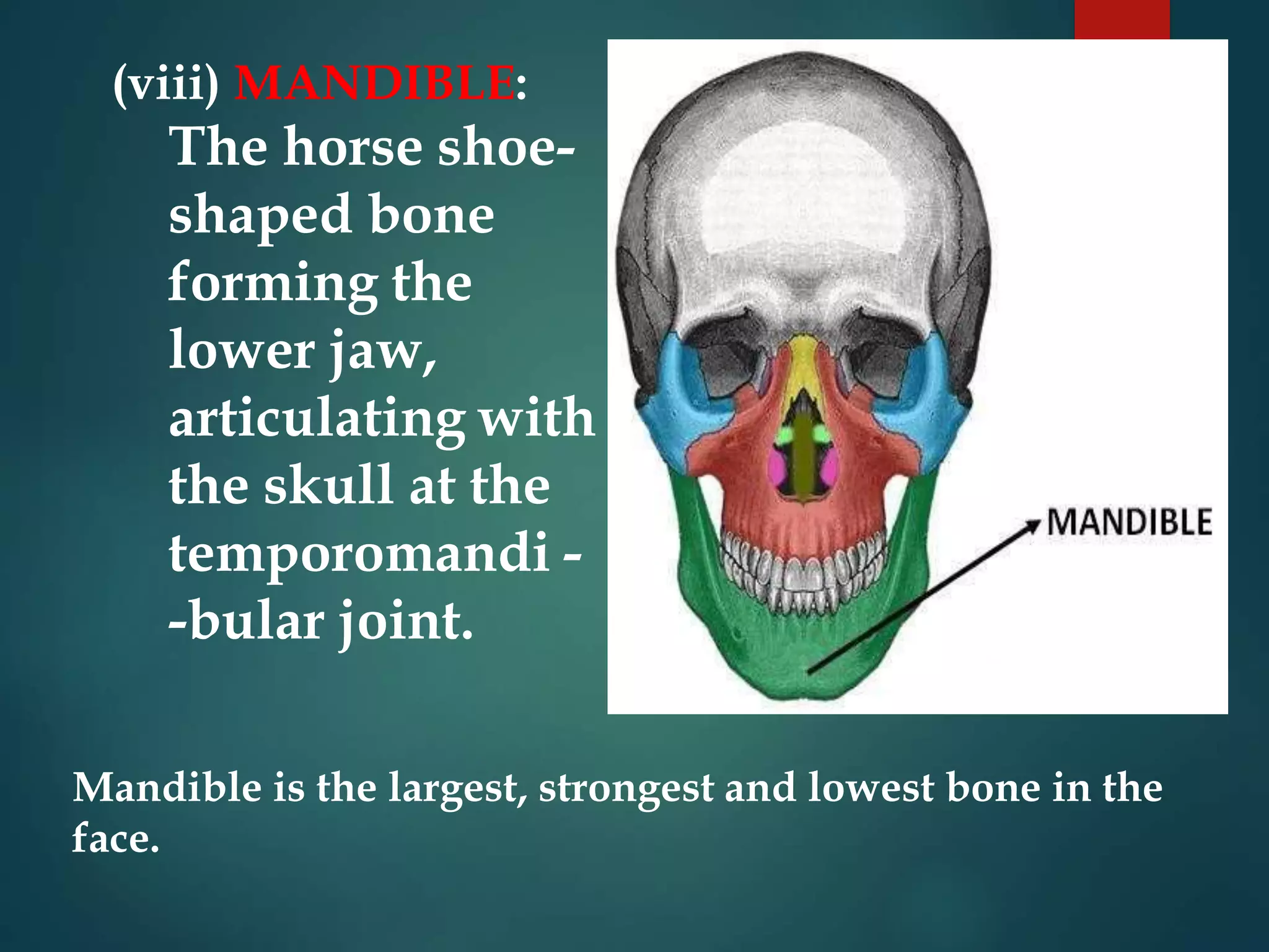 Anatomy of skull | PPTX