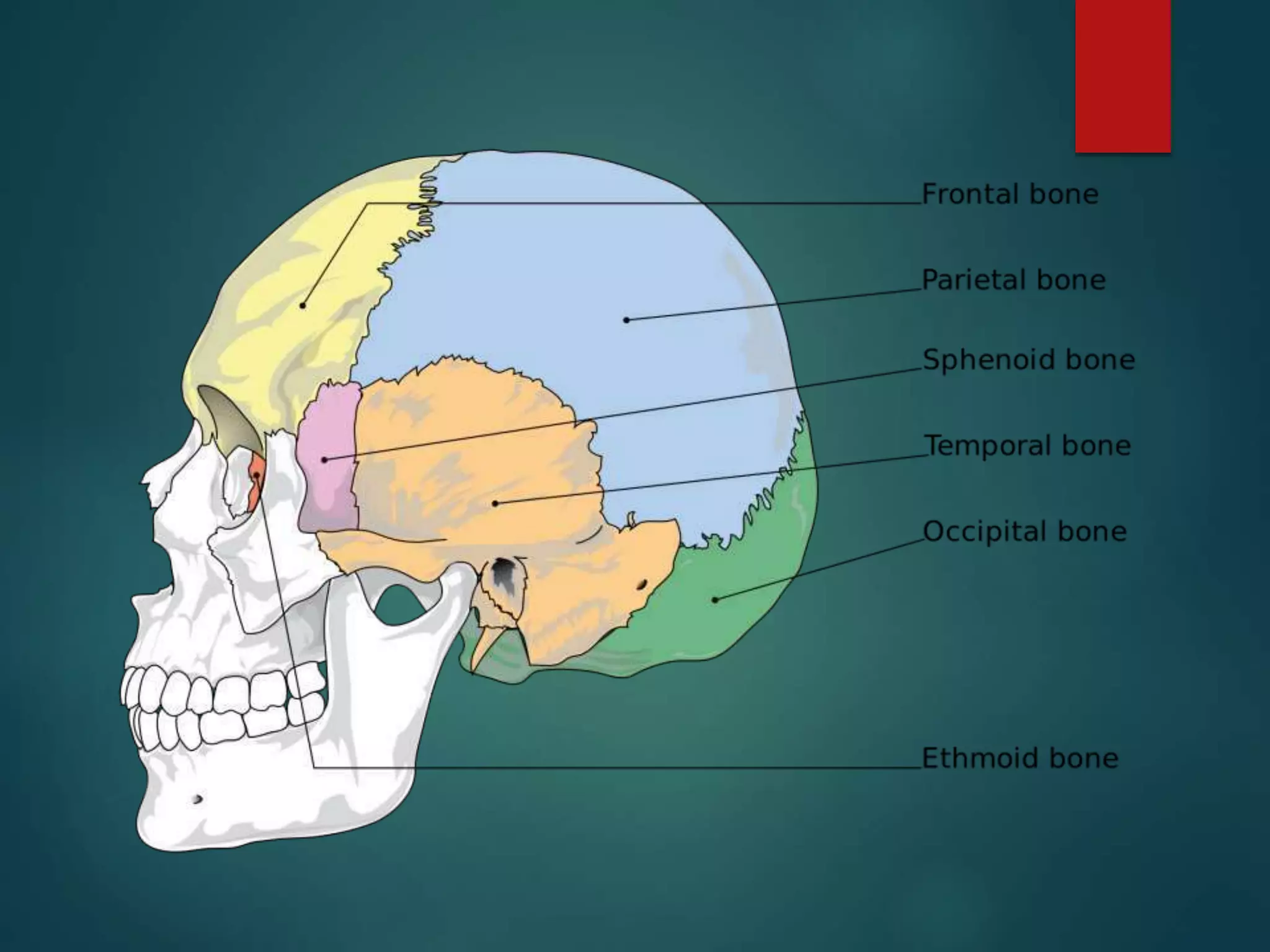 Anatomy of skull | PPTX