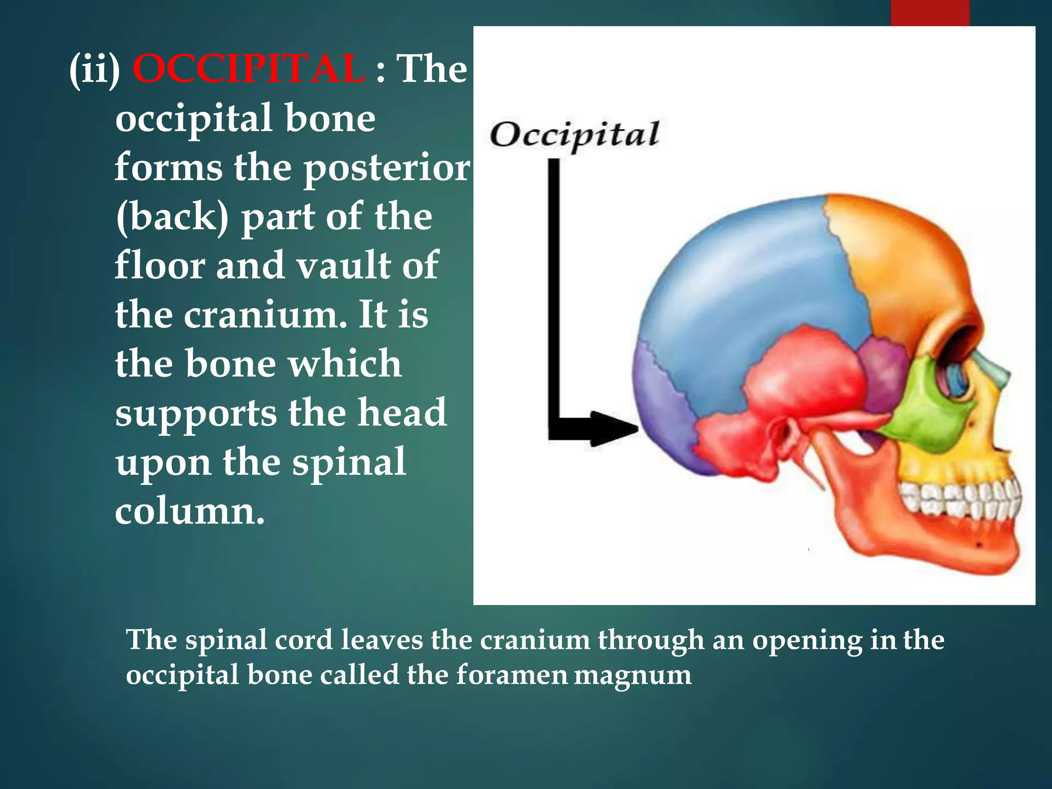 Anatomy of skull | PPTX
