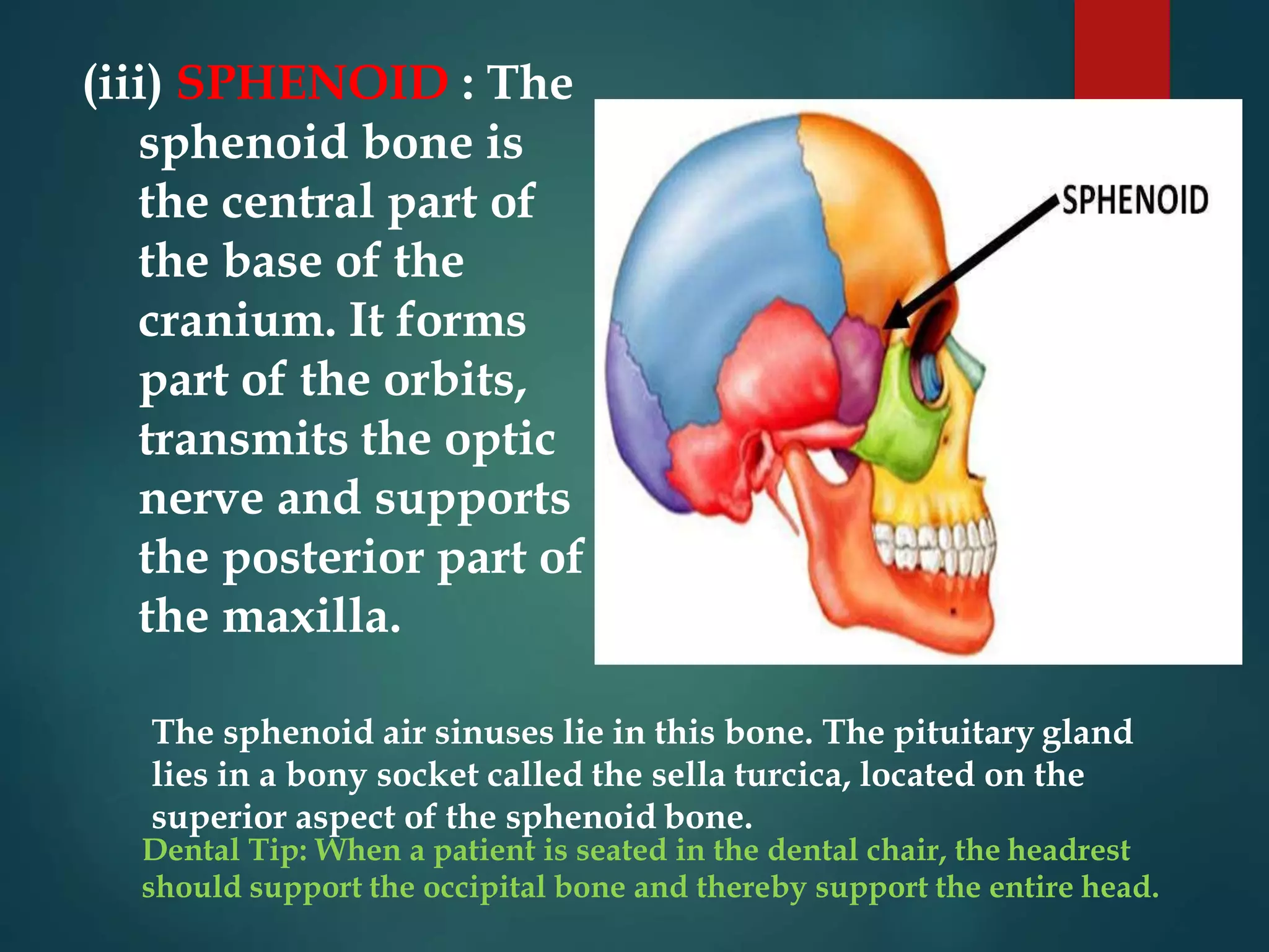 Anatomy of skull | PPTX