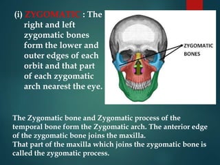 Anatomy of skull | PPTX