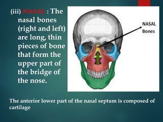 Anatomy of skull | PPTX