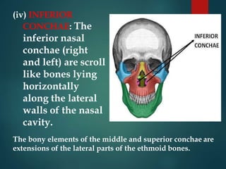 Anatomy of skull | PPTX