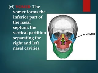 Anatomy of skull | PPTX