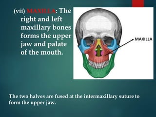 Anatomy of skull | PPTX