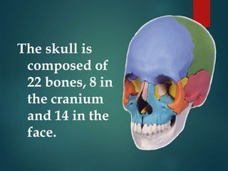 Anatomy of skull | PPTX