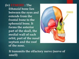 Anatomy of skull | PPTX