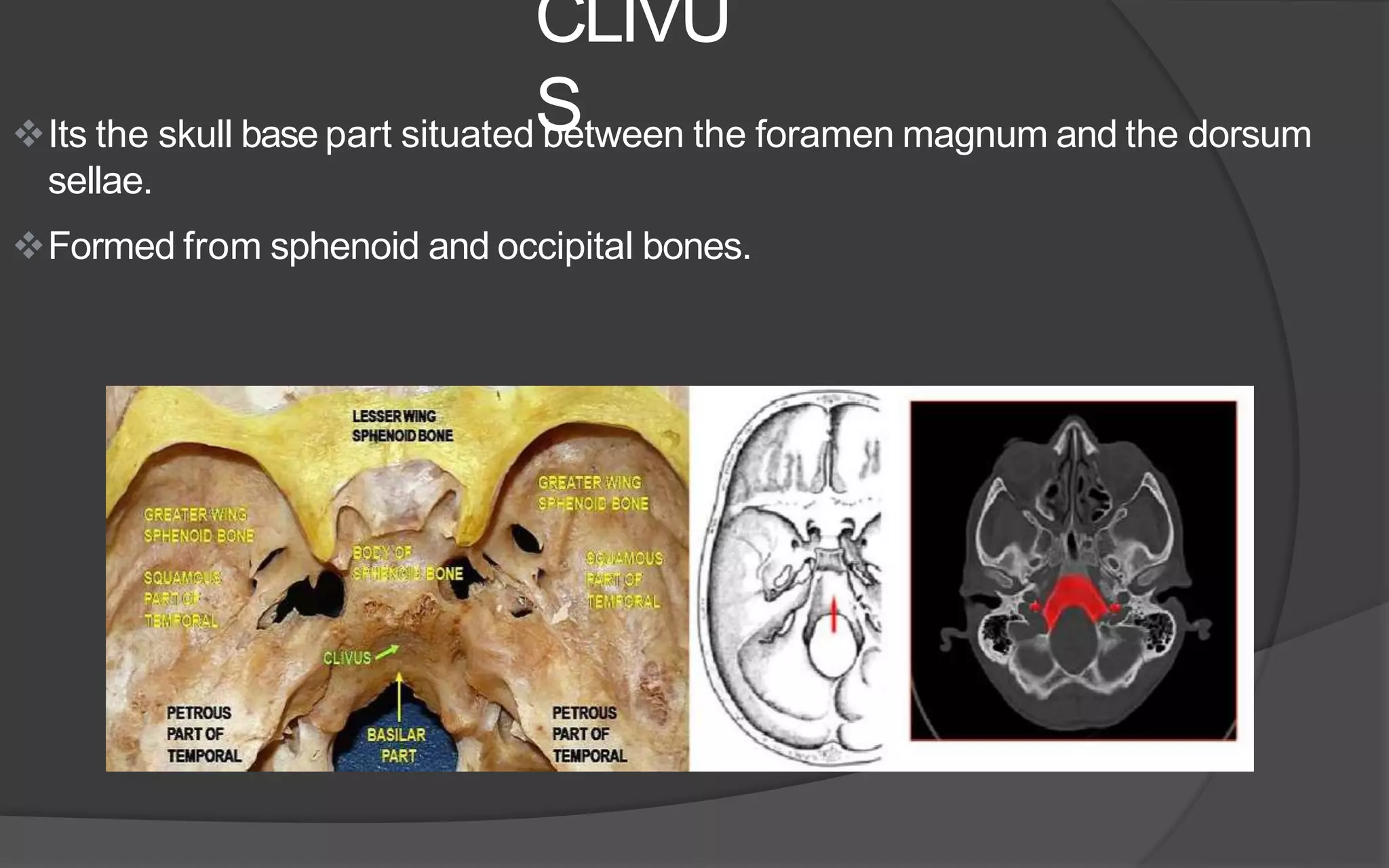 Anatomy of skull base | PPTX