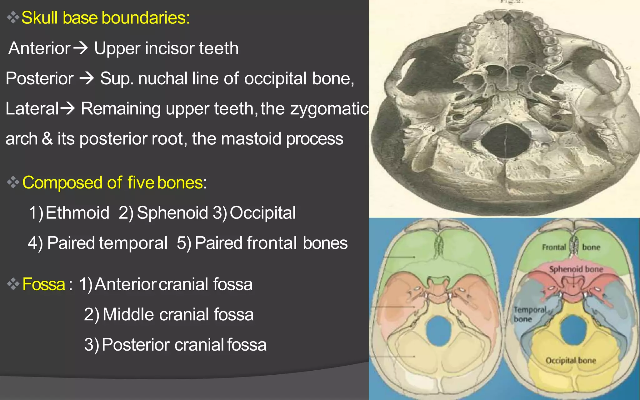 Anatomy of skull base | PPTX