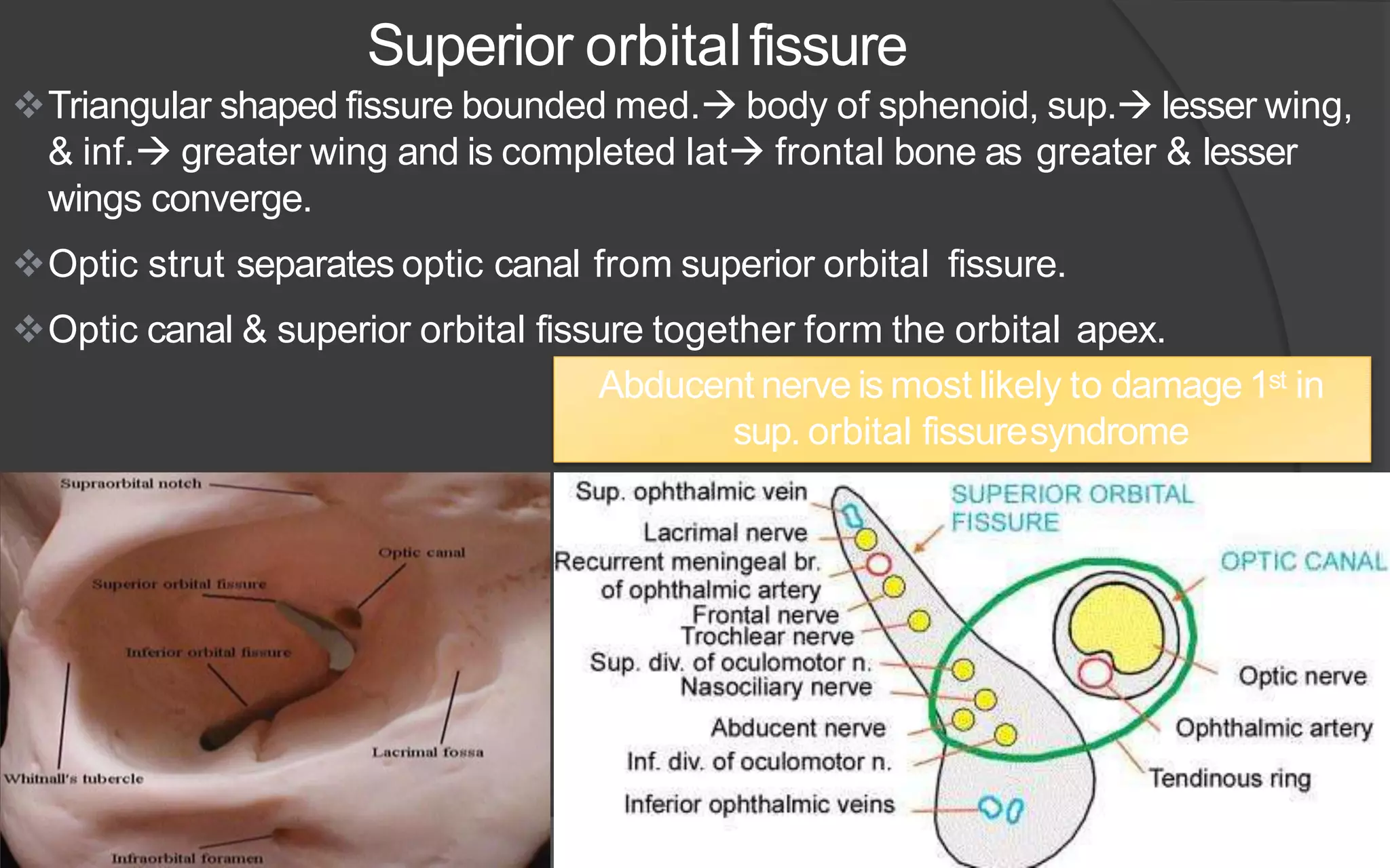 Anatomy of skull base | PPTX