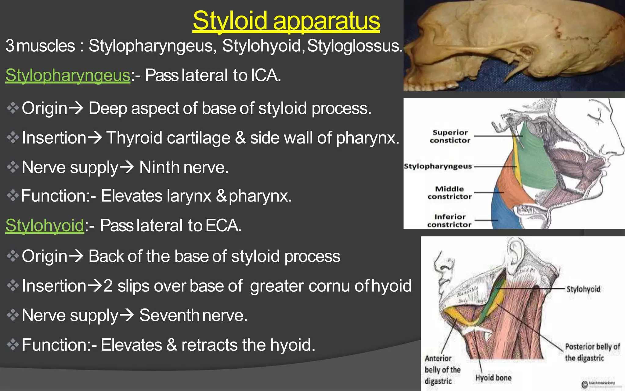 Anatomy of skull base | PPTX